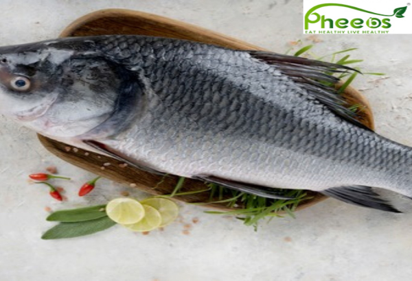 Katla Fish Fully Cleaned - Pheebs